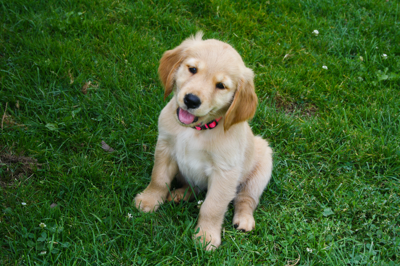 About - happyhavenretrievers.com
