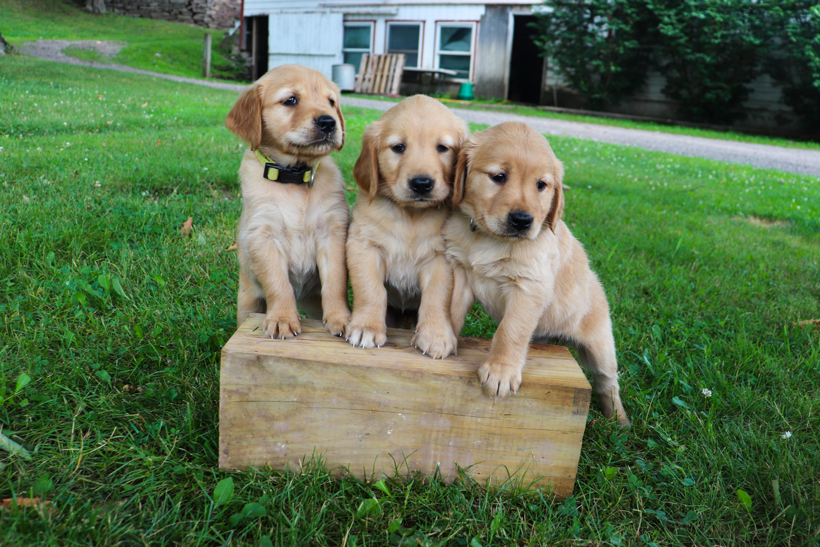 About - happyhavenretrievers.com