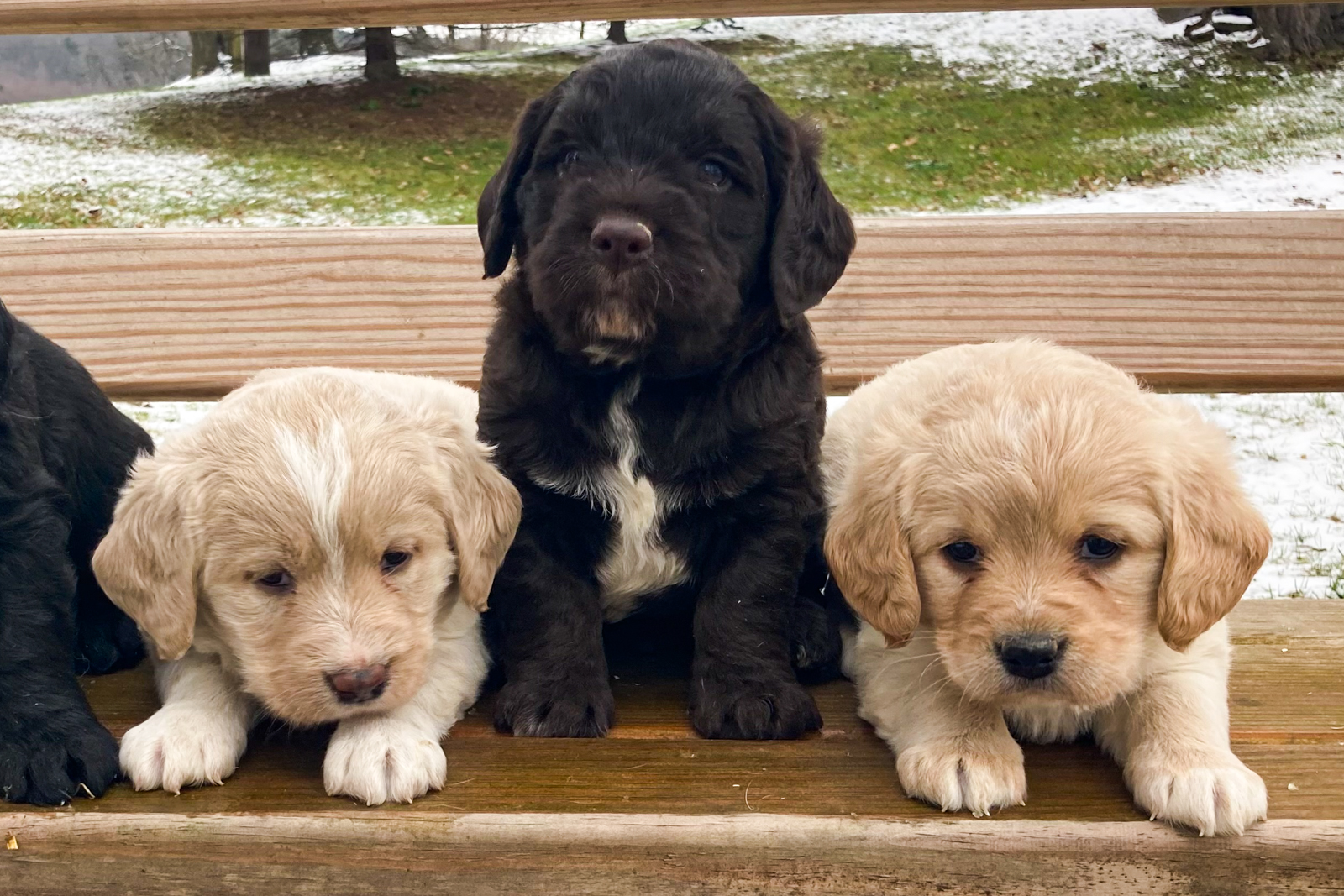 About - happyhavenretrievers.com