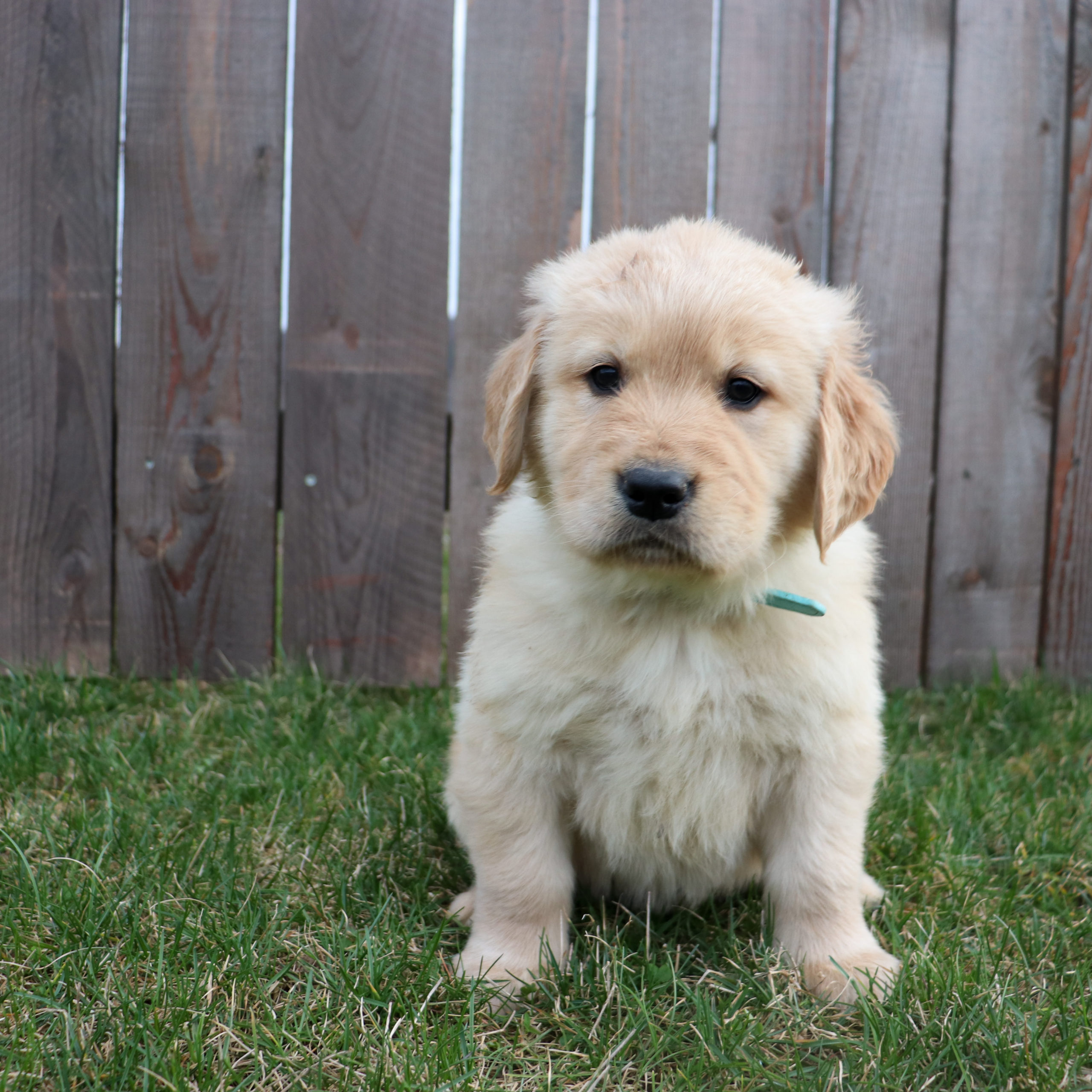Golden Retriever Puppies For Sale In Bainbridge Ny