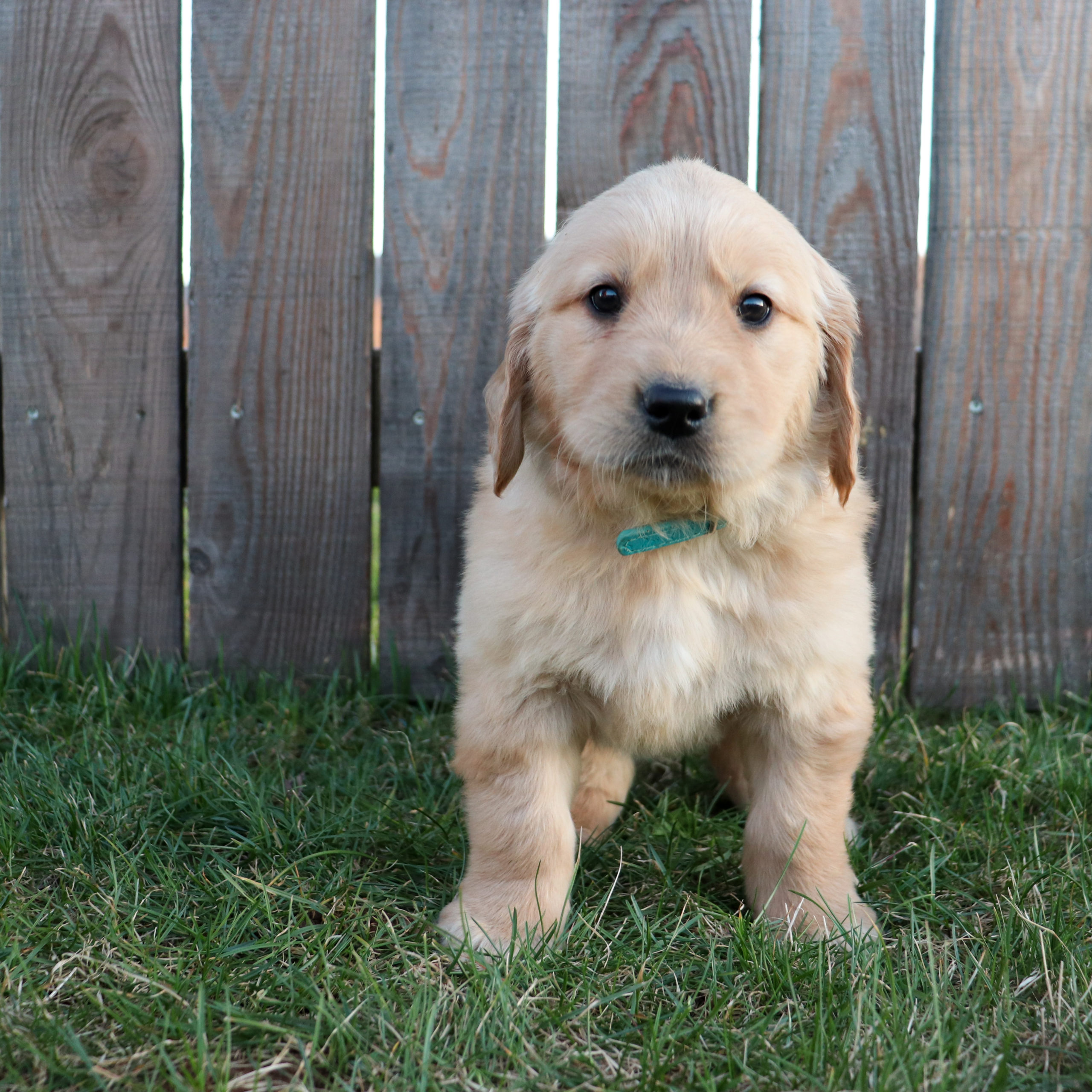 Golden Retriever Puppies for Sale in Bainbridge, NY