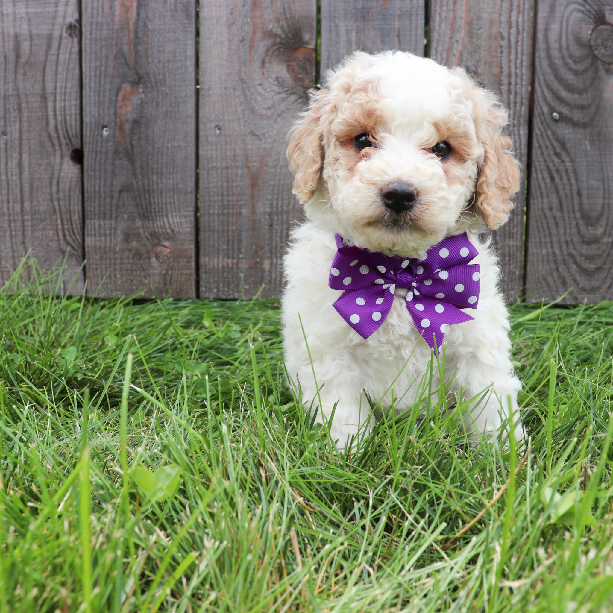 Labradoodle Puppies for Sale in Bainbridge, NY