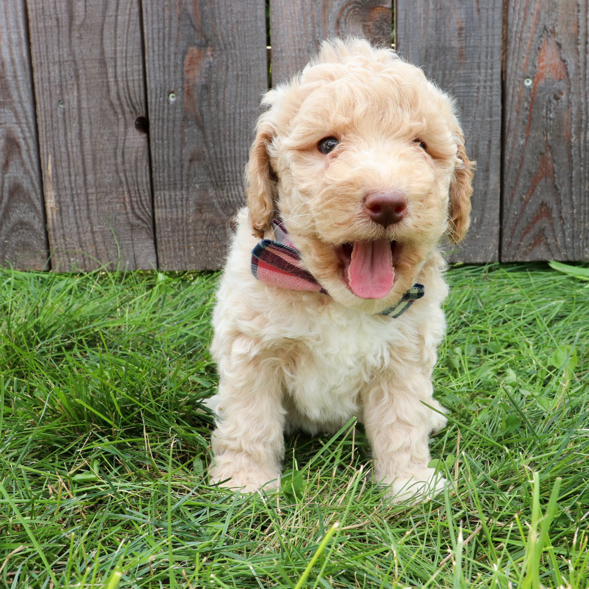 Labradoodle Puppies for Sale in Bainbridge, NY