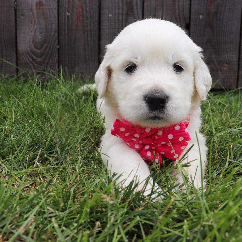 English Cream Golden Retriever Puppies for Sale in Bainbridge, NY ...