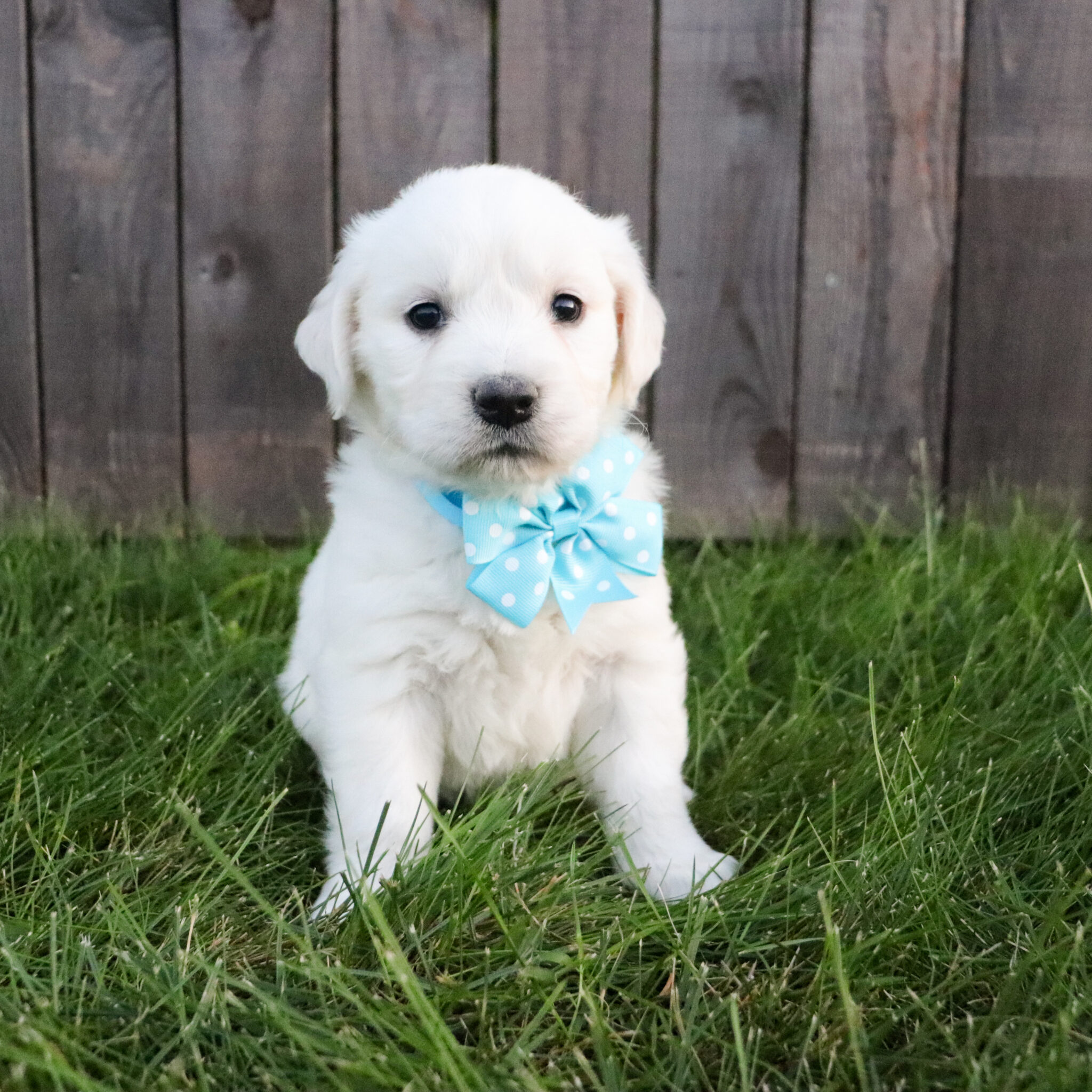 English Cream Golden Retriever Puppies for Sale in Bainbridge, NY ...