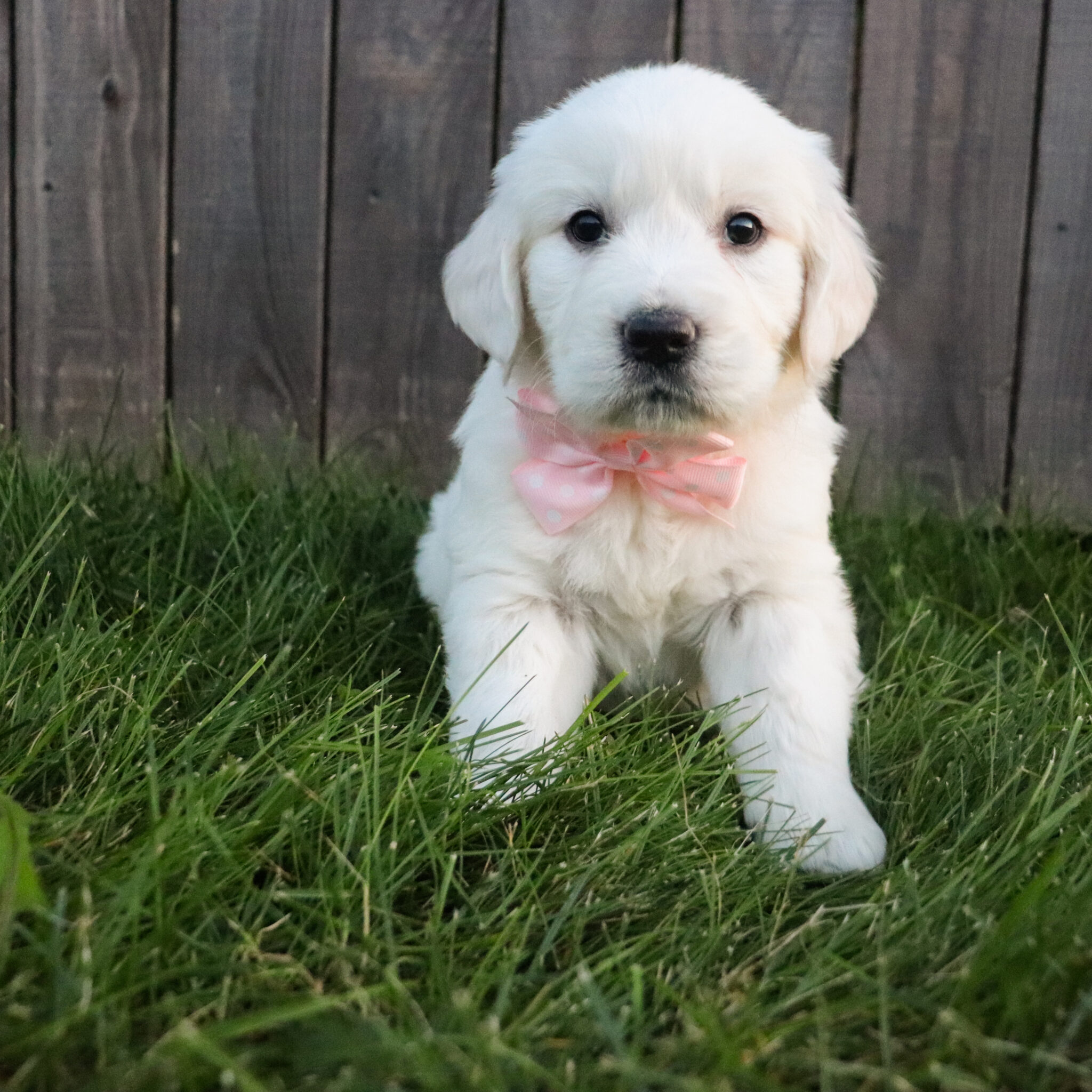 English Cream Golden Retriever Puppies for Sale in Bainbridge, NY ...