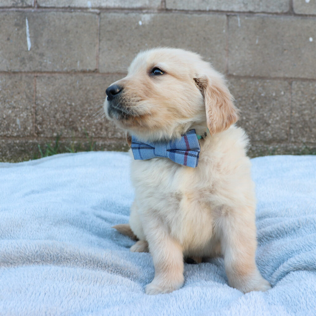 Golden Retriever Puppies for Sale in Bainbridge, NY