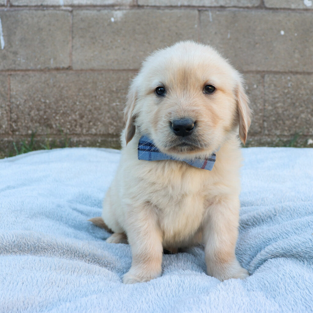 Golden Retriever Puppies for Sale in Bainbridge, NY
